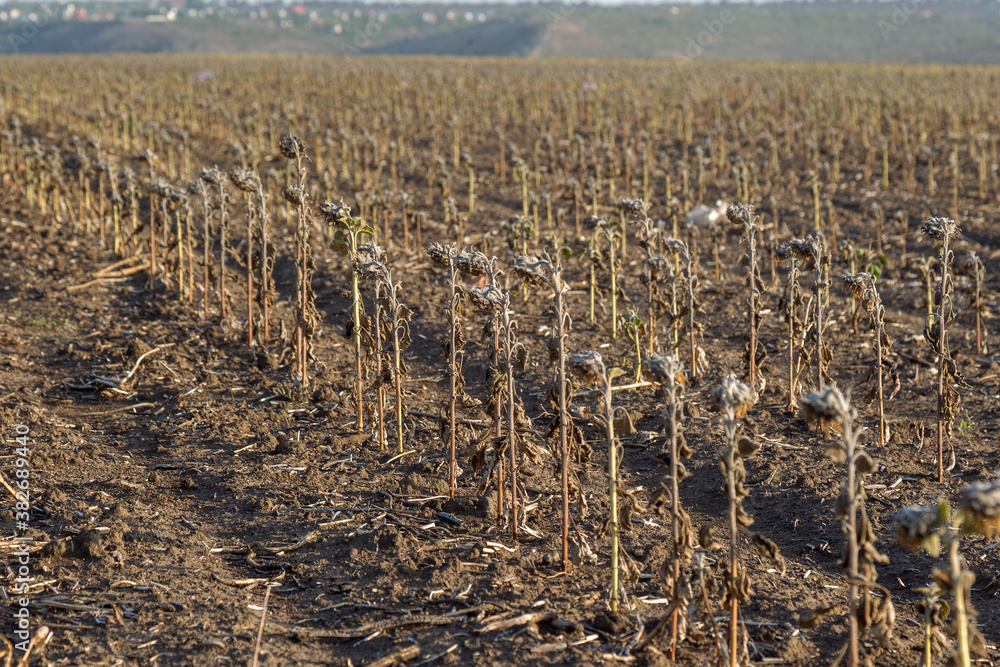 Sunflower field. Poor sunflower harvest due to lack of rain. Climate ...