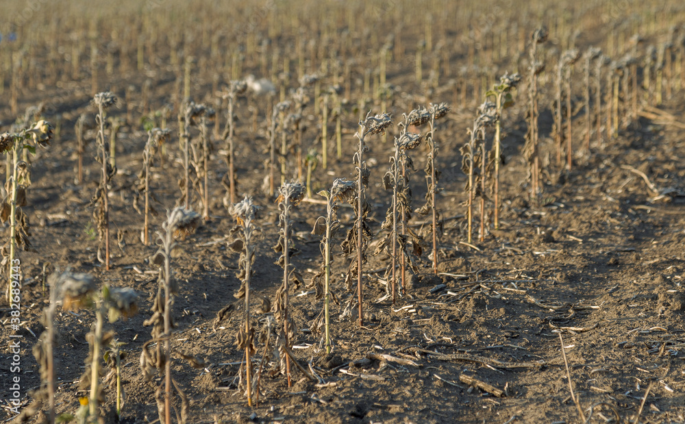 Sunflower field. Poor sunflower harvest due to lack of rain. Climate ...