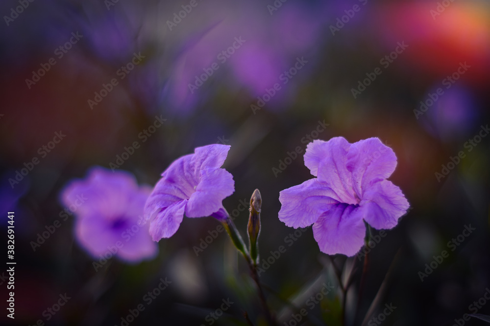 Ruellia tuberosa is also known as snapdragon root, fever root, Minnie ...
