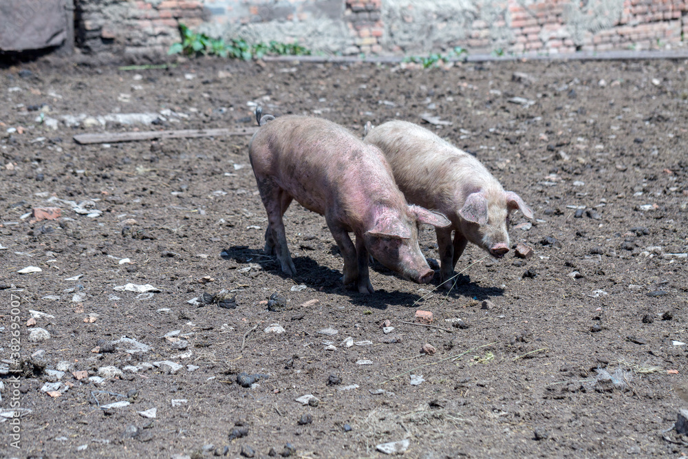 Dirty pigs and piglets grazing on a pig farm. Natural organic pig ...