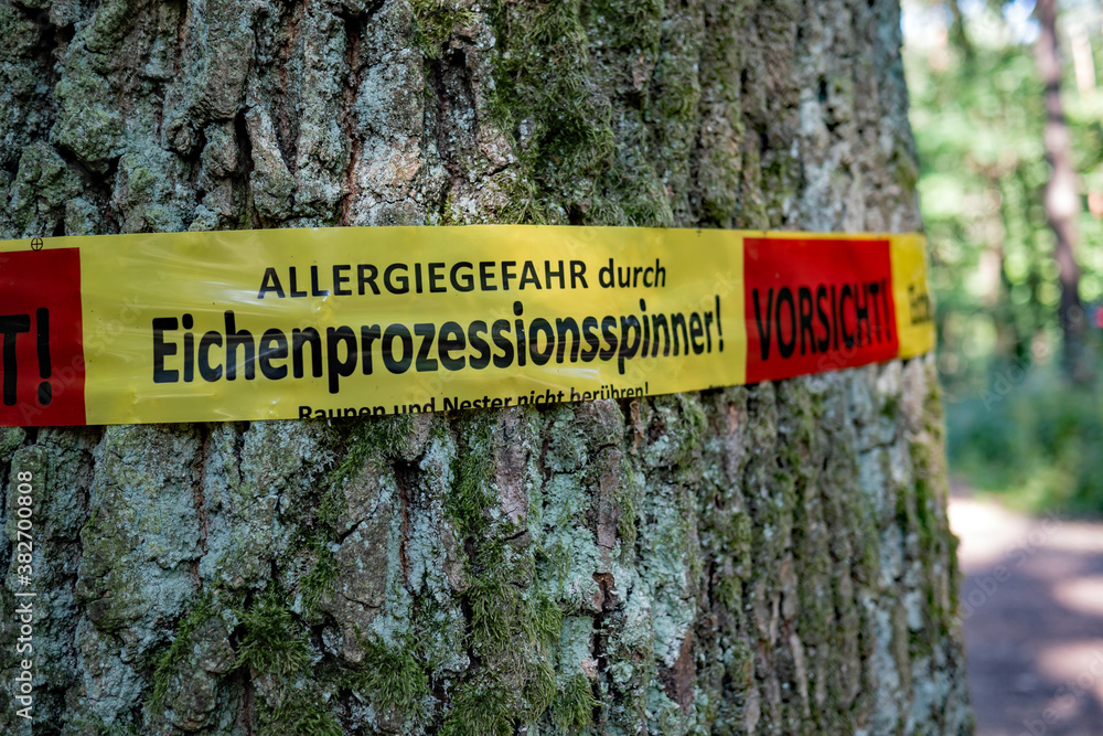 Eichenprozessionsspinner: Offizielle Absperrung einer Eiche mit ...