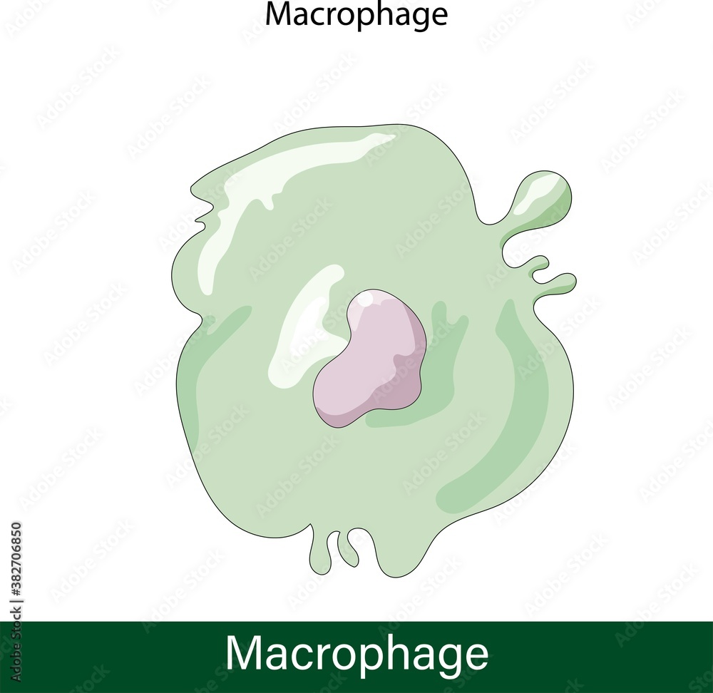 Vector Macrophage. innate immune system cells. Phagocytic cell and ...