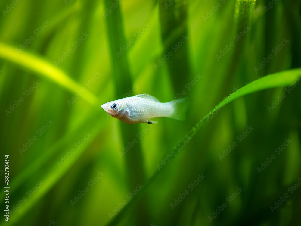 white molly fish (Poecilia sphenops) isolated in a fish tank with ...