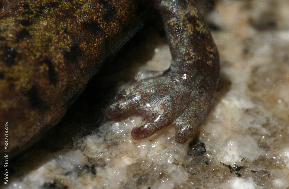 Close up view of the foot of a Mount Lyell Salamander (Hydromantes ...