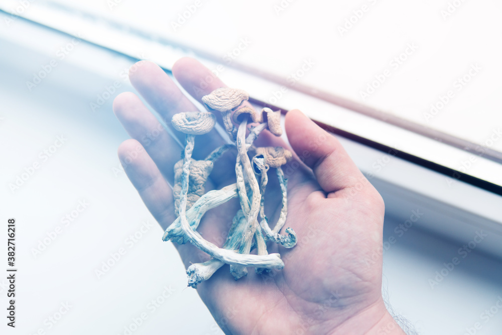 Psilocybin mushroom. Psilocybin Mushroom. Close up Magic shroom ...