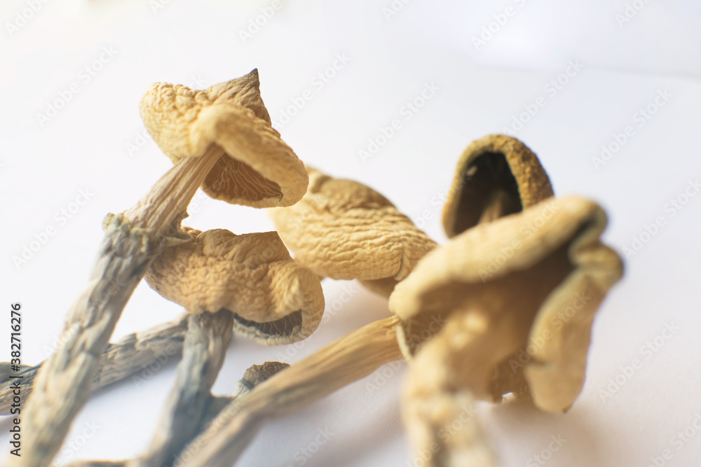 Psilocybin mushroom. Close up Magic shroom. Dry Psilocybe cubensis ...