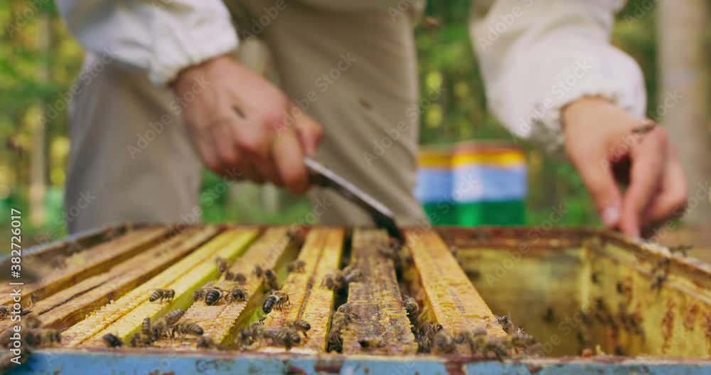 Focused closeup top of the hive without lid, a lot of bees flying and ...