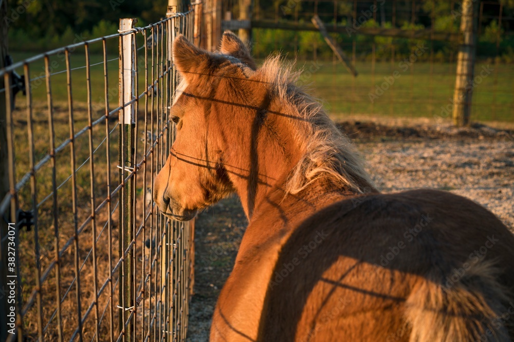 This idyllic image shows a majestic ranch horse looking out of stable ...