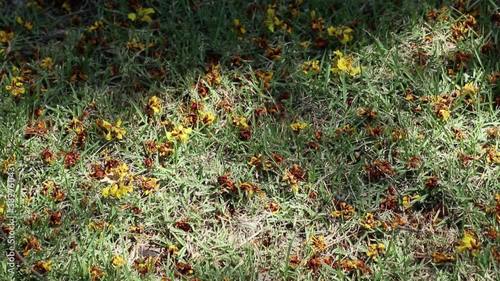 Fallen flowers of Peltophorum pterocarpum, also known as yellow ...