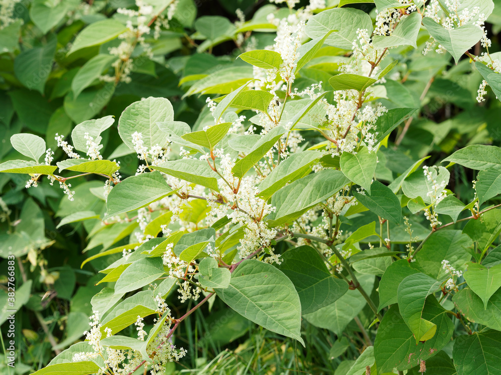 (Reynoutria japonica) Renouée du Japon plante ornementale mais ...