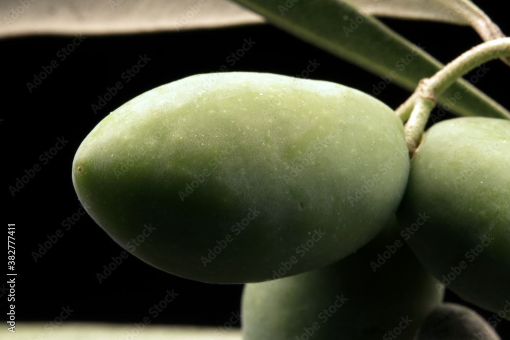 natural textures, close up photograph of an olive branch and its green ...