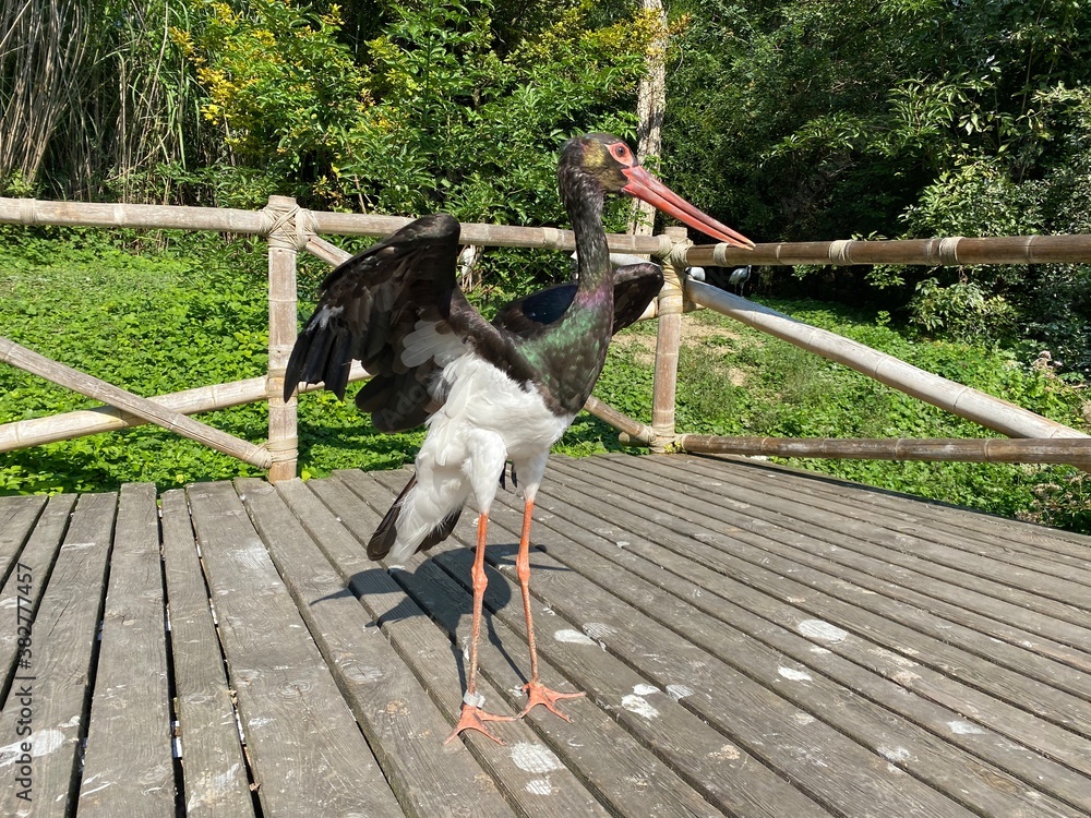 Black stork (Ciconia nigra), Der Schwarzstorch, La cicogna nera, La ...