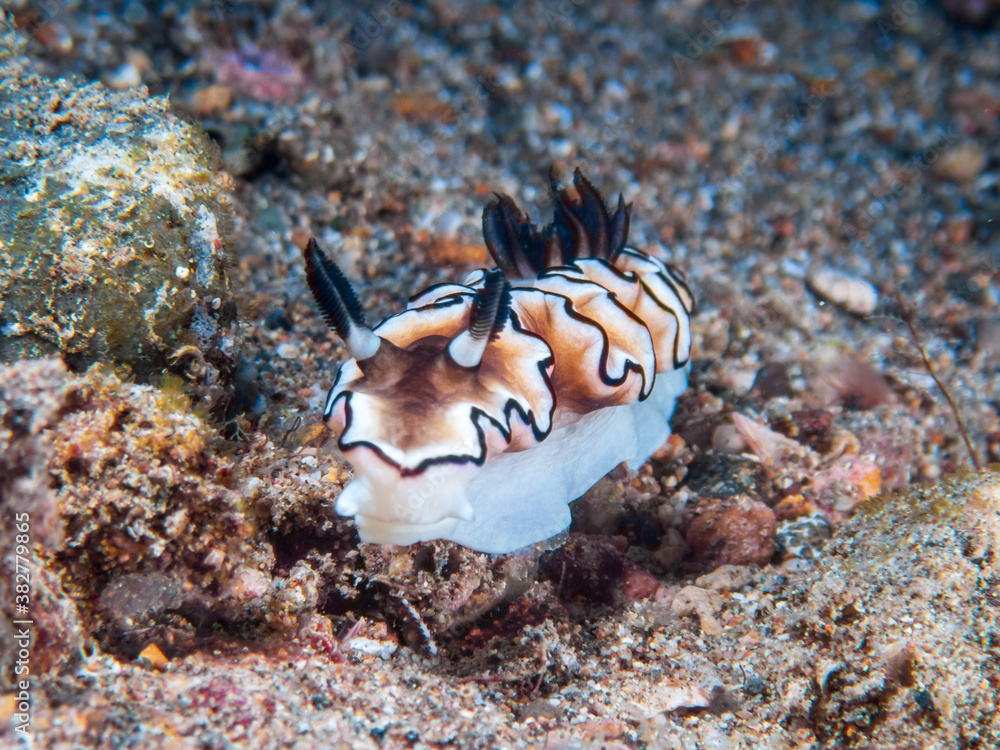 Dark Margin Glossodoris nudibranch or seaslug (Doriprismatica atromarginata) near Anilao ...