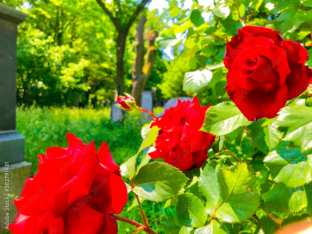 Beautiful cemetary or graveyard Südfriedhof Sudfriedhof in Munich ...