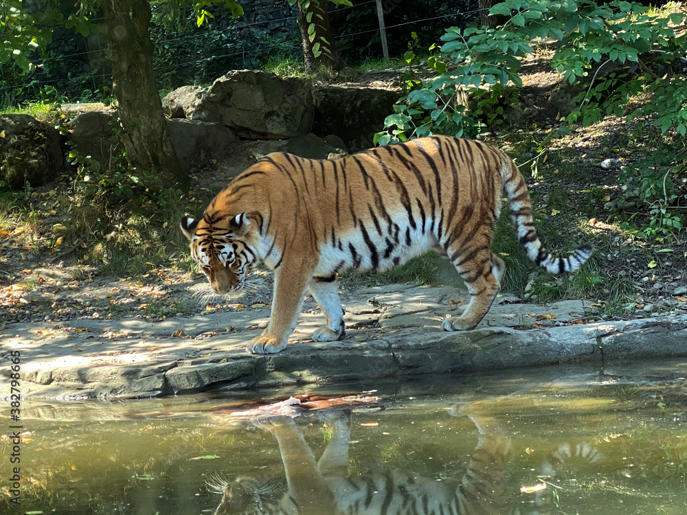 Siberian tiger 'Irina' (Panthera tigris altaica), Der Sibirische Tiger ...