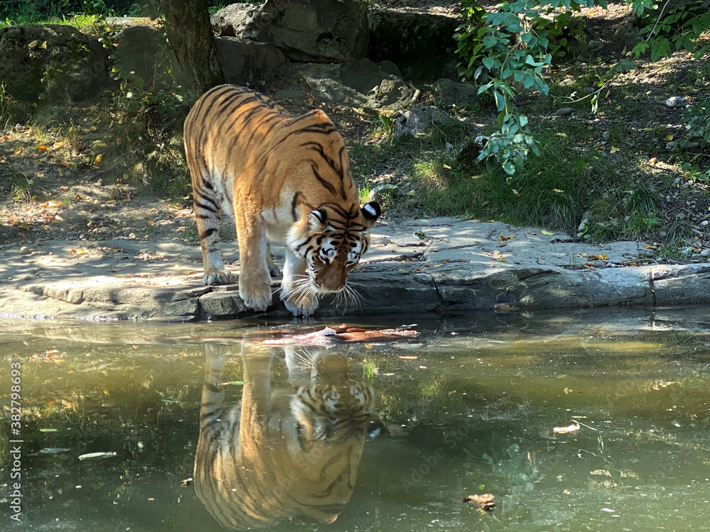 Siberian tiger 'Irina' (Panthera tigris altaica), Der Sibirische Tiger ...