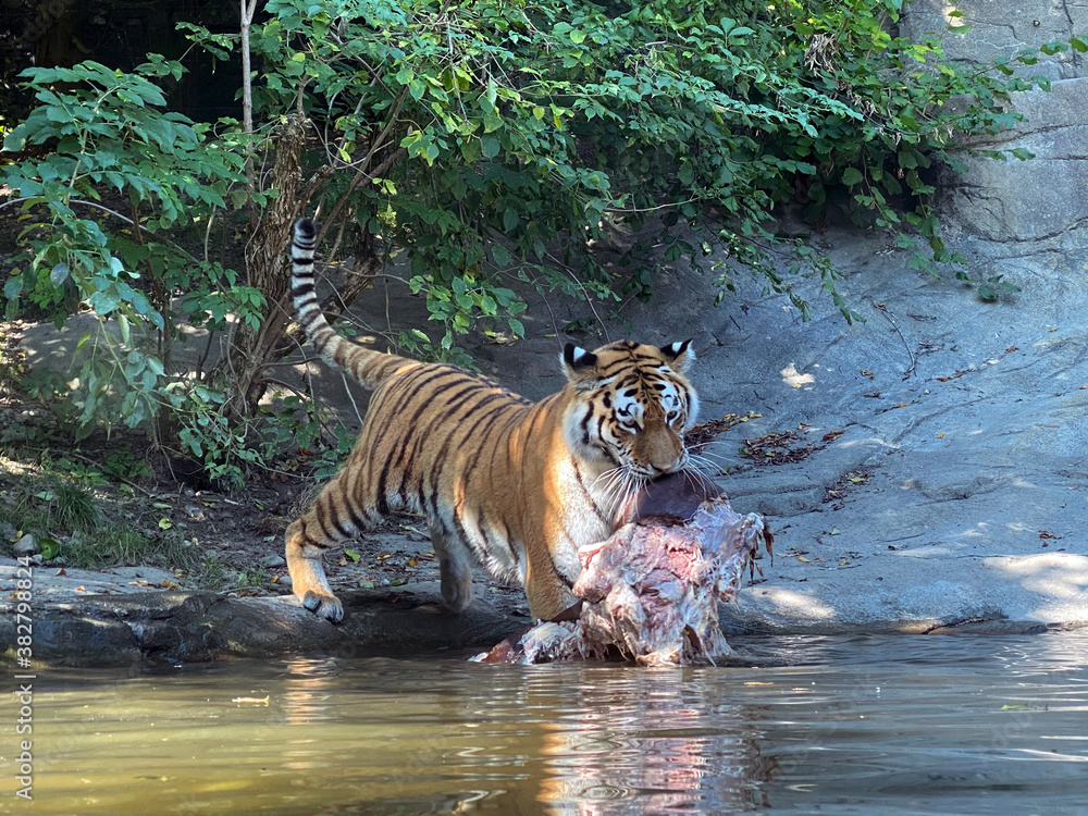 Siberian tiger 'Irina' (Panthera tigris altaica), Der Sibirische Tiger ...