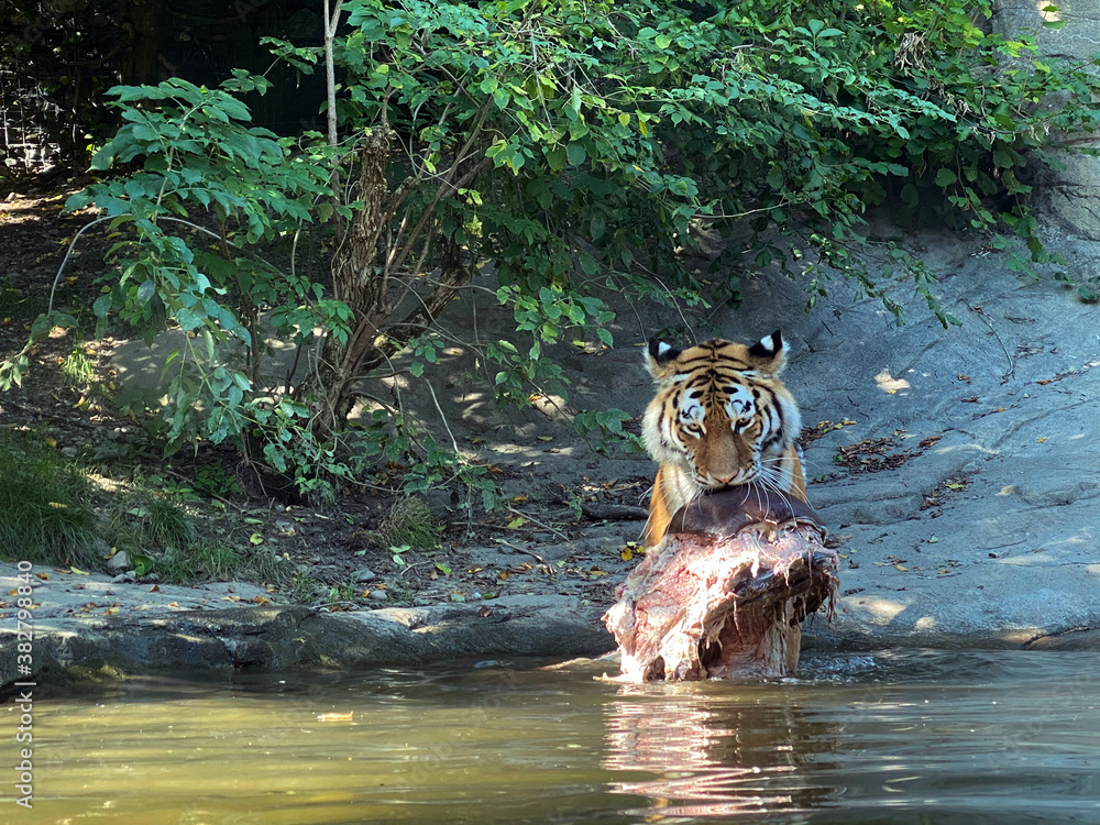 Siberian tiger 'Irina' (Panthera tigris altaica), Der Sibirische Tiger ...