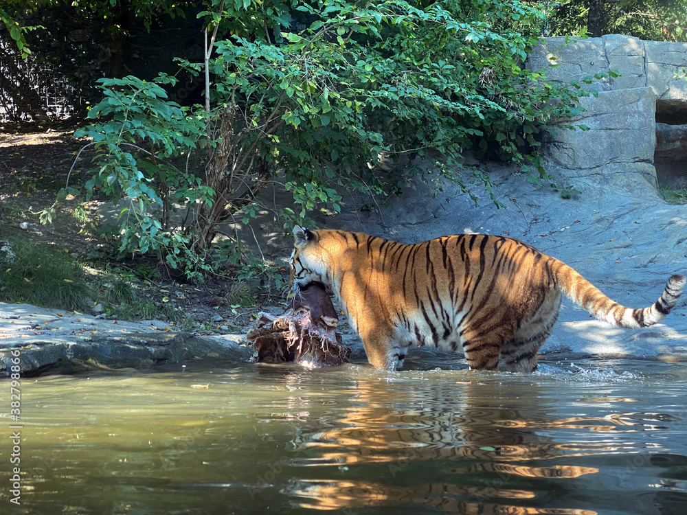 Siberian tiger 'Irina' (Panthera tigris altaica), Der Sibirische Tiger ...