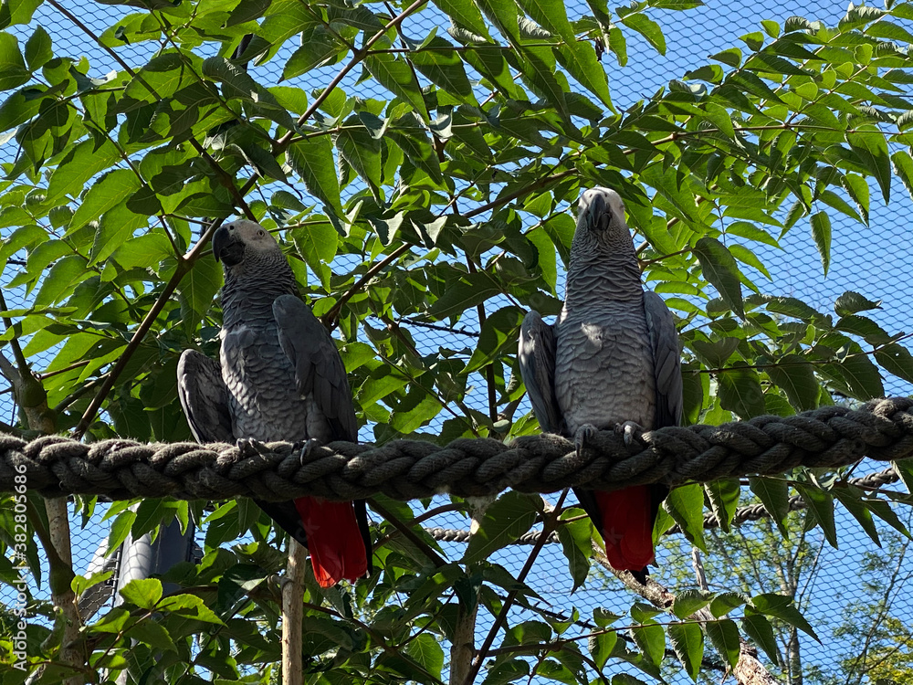 Grey parrot (Psittacus erithacus), Congo African grey parrot, Le Gris ...