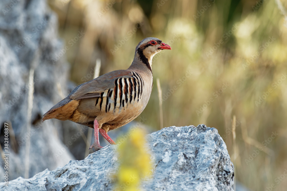 Chukar (Alectoris chukar) on the rock in Corfu, Greece. Chukar ...
