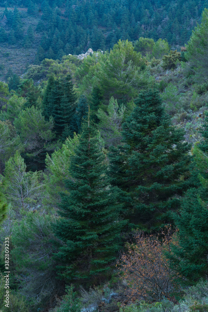 PINSAPO - SPANISH FIR (Abies pinsapo), Sierra de las Nieves National ...
