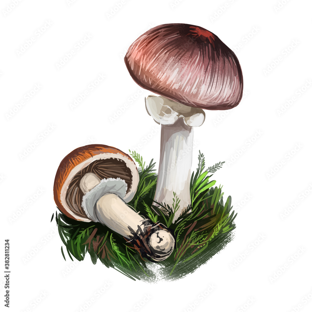 Agaricus subrutilescen wine-colored mushroom of the genus Agaricus ...
