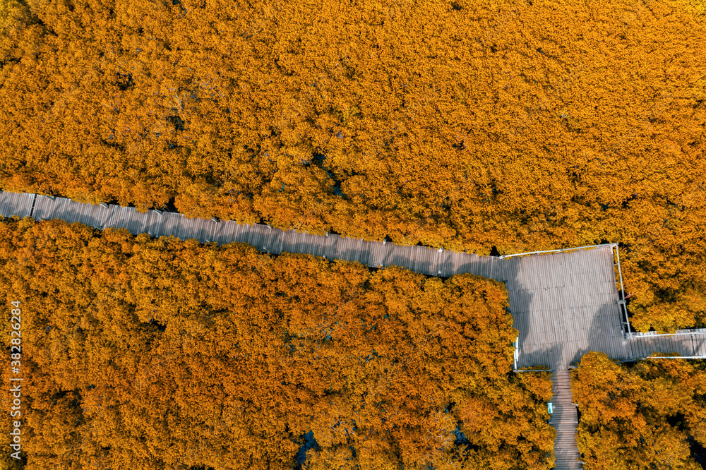 Wooden Bridge with mangrove tree in Tung Prong Thong, Spurred Mangrove ...