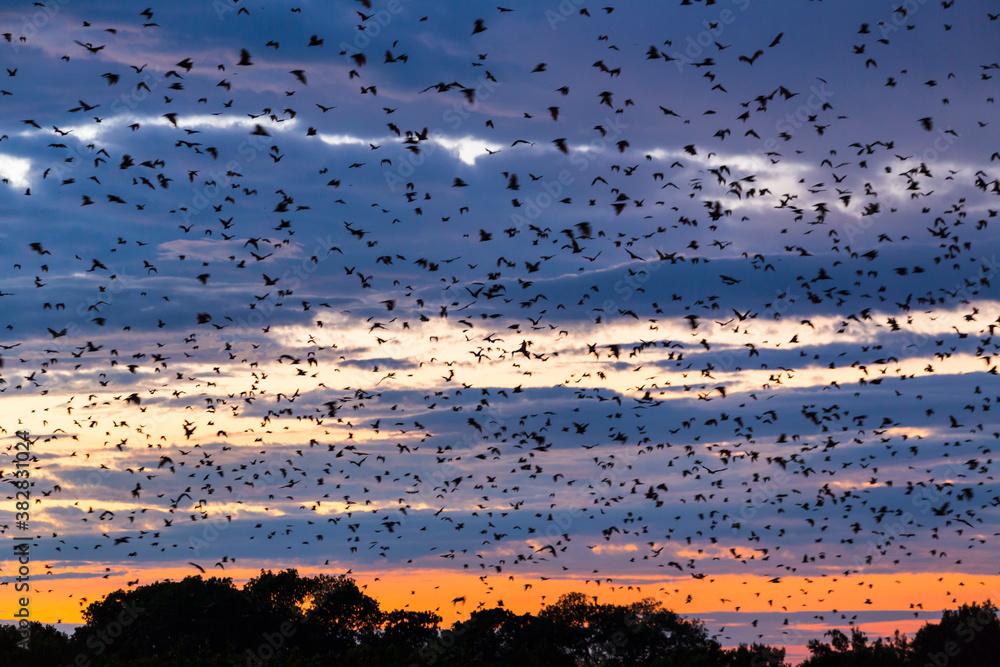 Straw-coloured fruit bat (Eidolon helvum), Bat migration, Kasanka ...