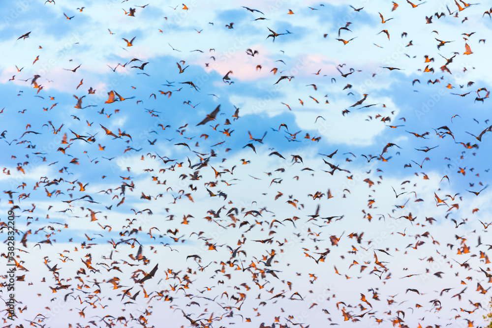 Straw-coloured fruit bat (Eidolon helvum), Bat migration, Kasanka ...