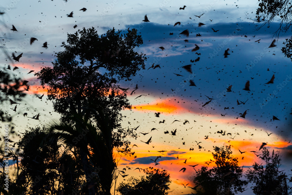 Straw-coloured fruit bat (Eidolon helvum), Bat migration, Kasanka ...