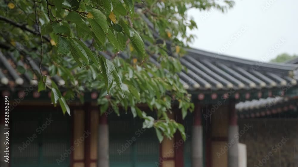 An old tree covered with raindrops and an old rainy landscape in Korea ...