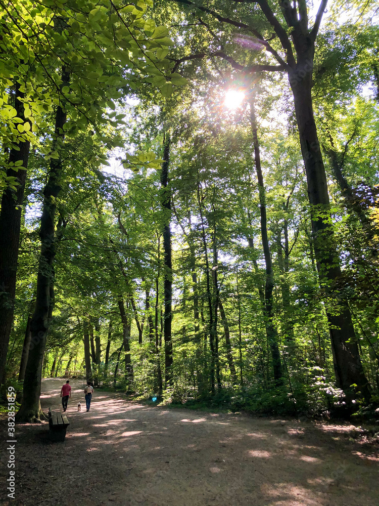 Forest or woods clearing with sun rays and sun light in romantic and ...
