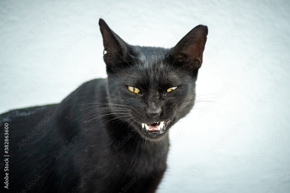 Angry Black Cat Eyes