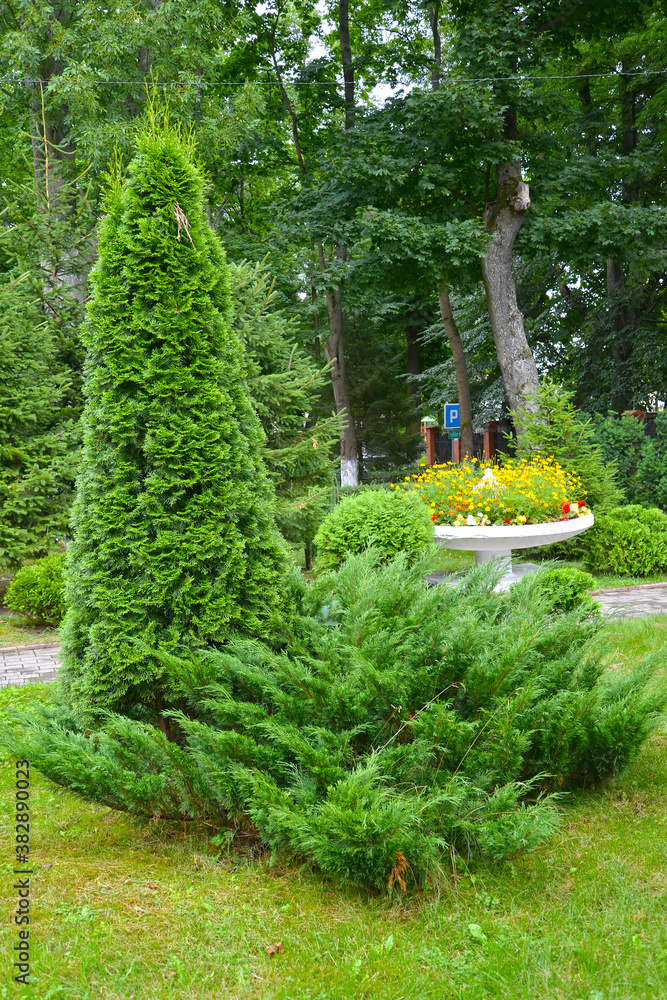 Thuja western and cossack juniper in landscape composition ภาพถ่ายสต็อก ...