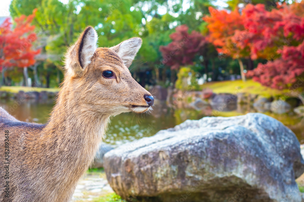 Deer closeup. Deer profile on the background of autumn Park. Deer in ...