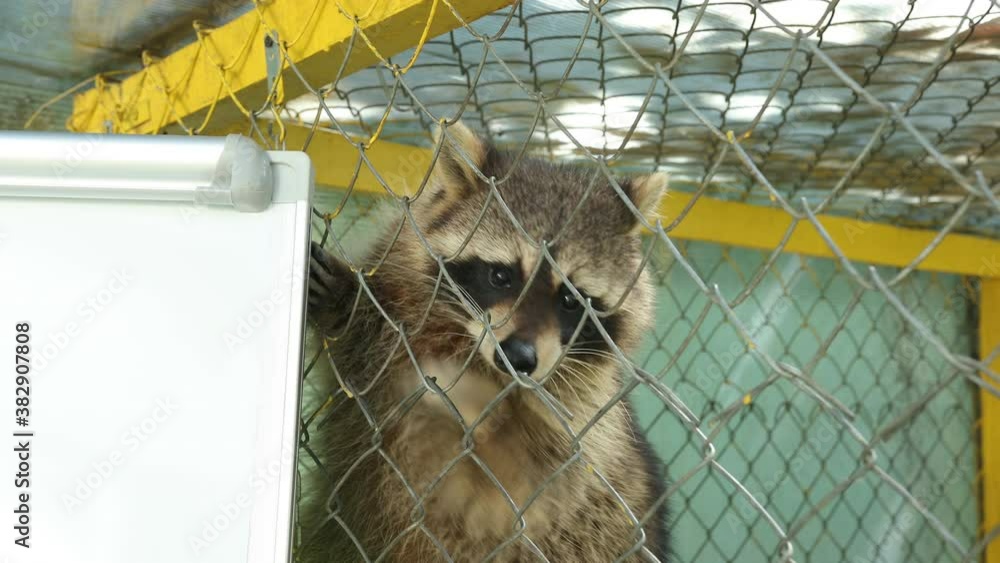 Raccoon is a genus of carnivorous mammals. Funny beast in the park ...