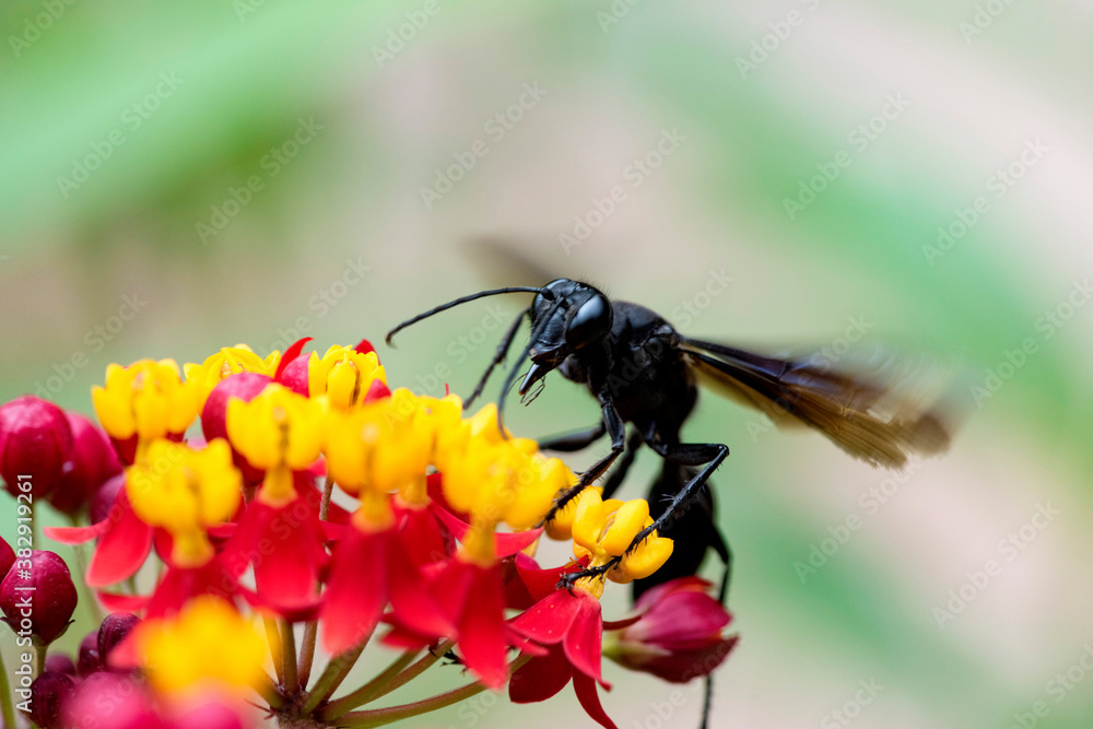 Macro d'un sphéx du Québec sur une jolie fleur rouge et jaune en plein ...