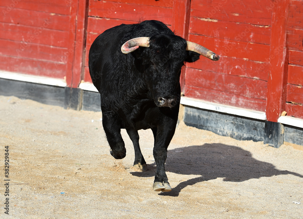 toro bravo español con grandes cuernos corriendo en una plaza de toros ...