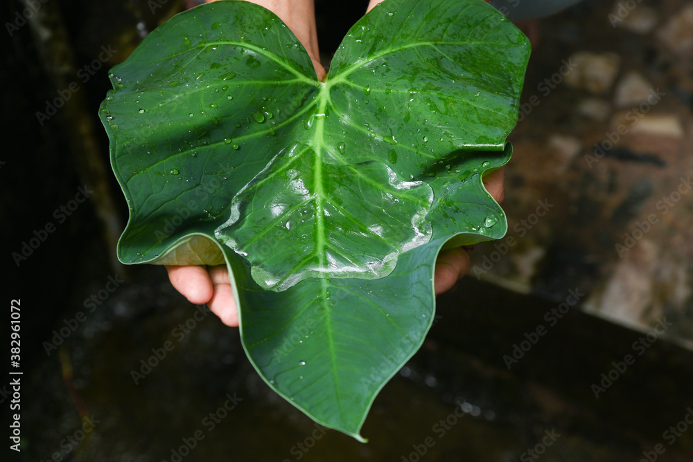 Kid playing with Chembu or Colocasia with water droplets in Kerala ...