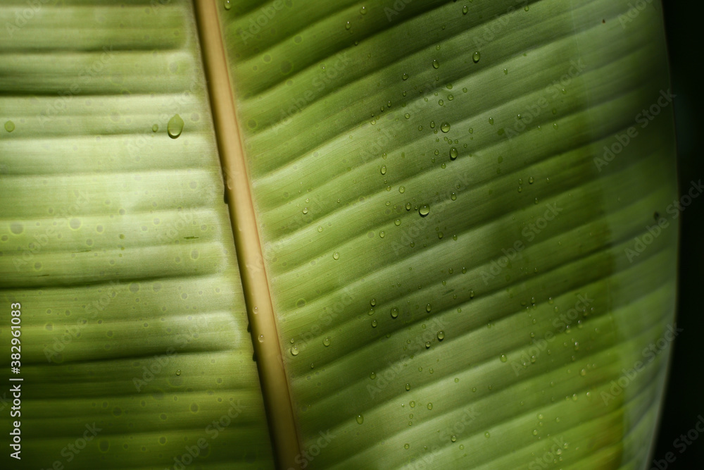 Fresh green banana leaf in natural light. Sunlight falling on it making ...