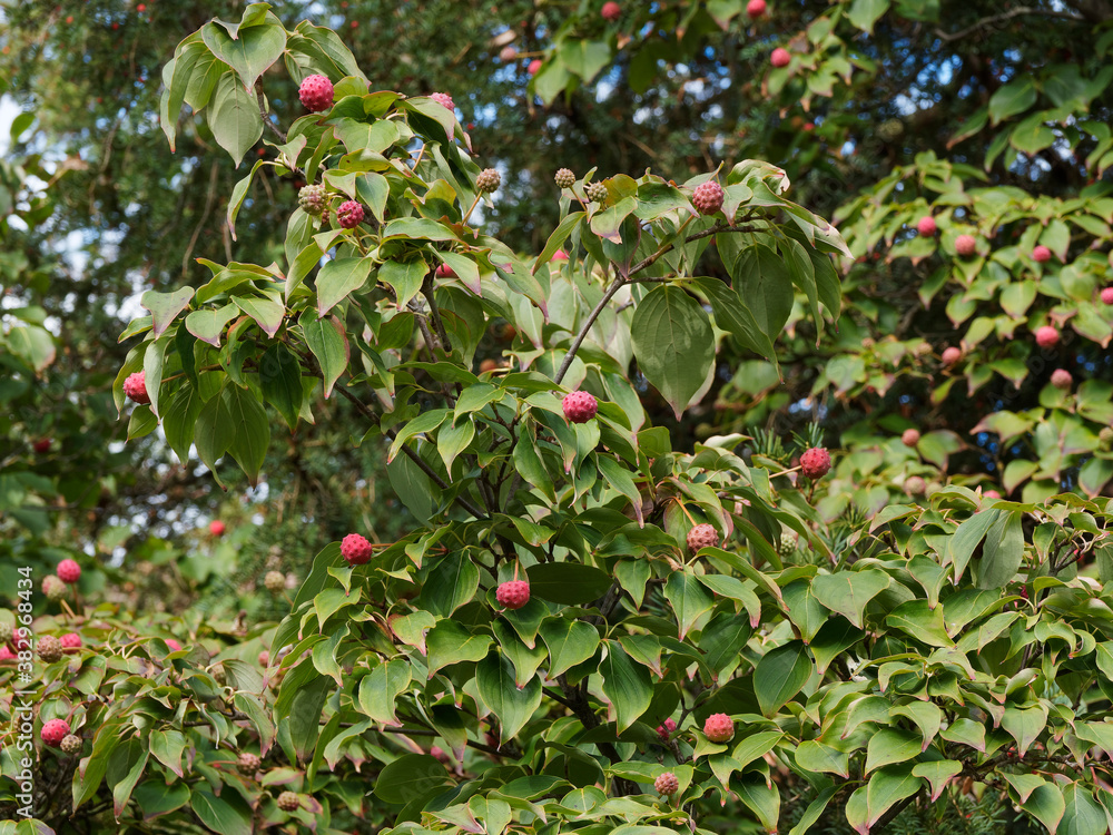 (Cornus kousa) Decorative canopy of layered branches with green foliage ...