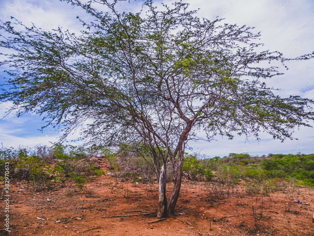 Região rural do sertão do Brasil e conta com a caatinga como bioma ...