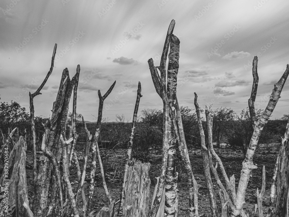 Região rural do sertão do Brasil e conta com a caatinga como bioma ...