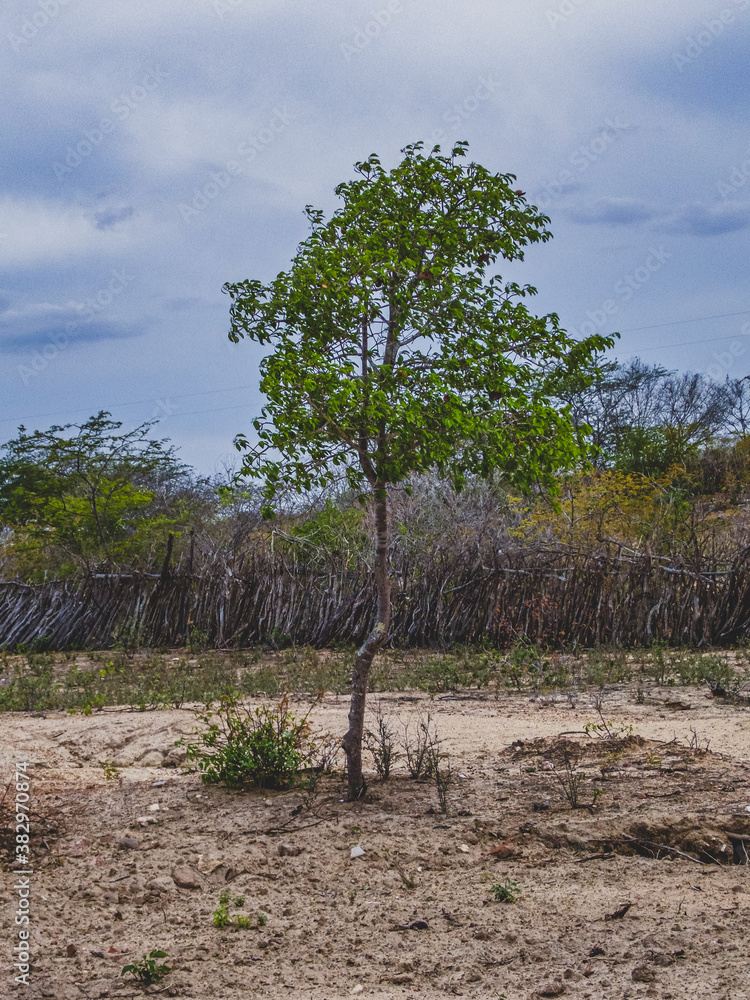 Foto de Região rural do sertão do Brasil e conta com a caatinga como ...