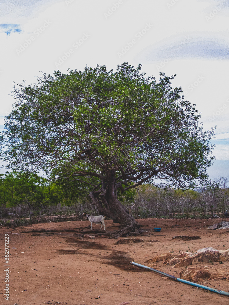 Foto de Região rural do sertão do Brasil e conta com a caatinga como ...