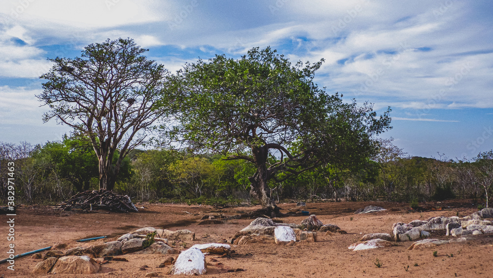 Região rural do sertão do Brasil e conta com a caatinga como bioma ...