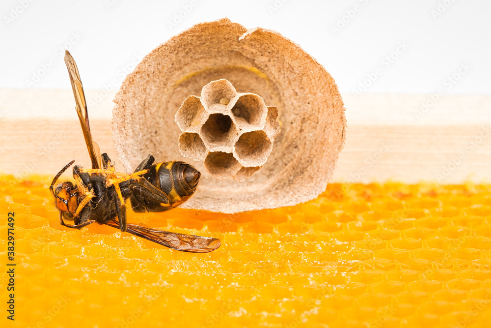 Begin of nest of asian hornet on beehive frame with idead insect on his ...