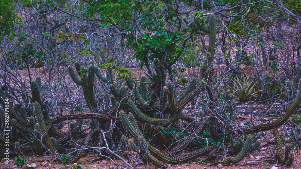 Região rural do sertão do Brasil e conta com a caatinga como bioma ...