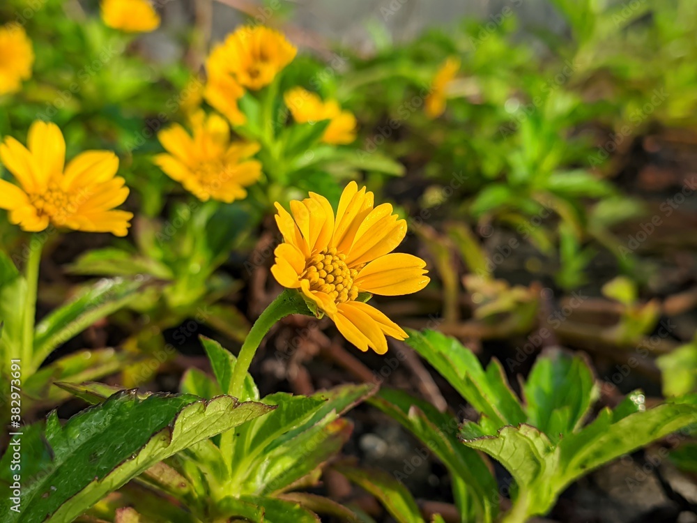 Wedelia flower (Sphagneticola trilobata) Grows wild and fertile in the ...